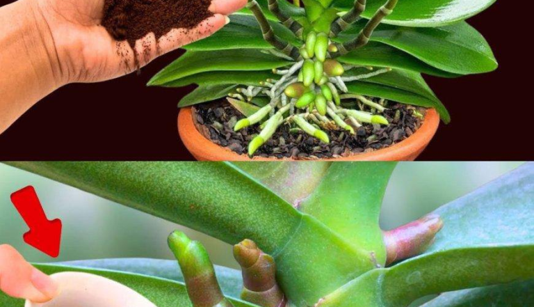 Das Geheimnis gesunder Orchideen: Wie ein natürlicher Trank Ihre Blumen ...